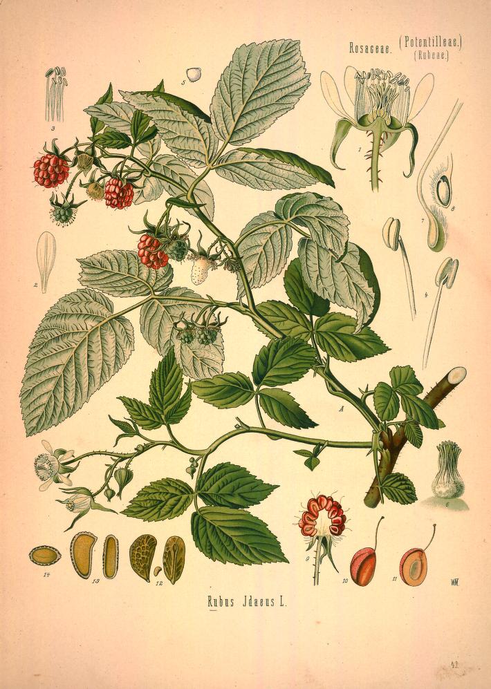 Rubus idaeus | The Naturopathic Herbalist