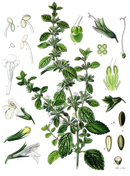 Melissa officinalis | The Naturopathic Herbalist