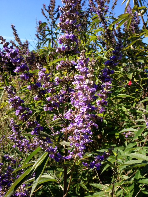 Vitex agnus-castus | The Naturopathic Herbalist