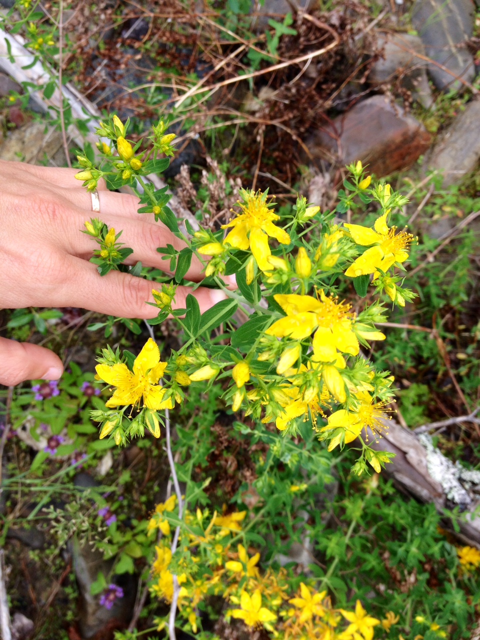 Hypericum perforatum | The Naturopathic Herbalist