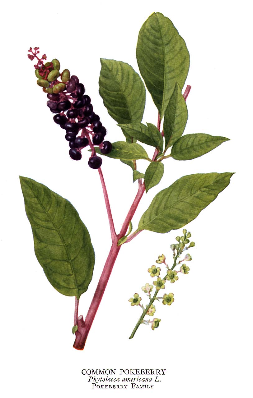 Phytolacca decandra/americana | The Naturopathic Herbalist