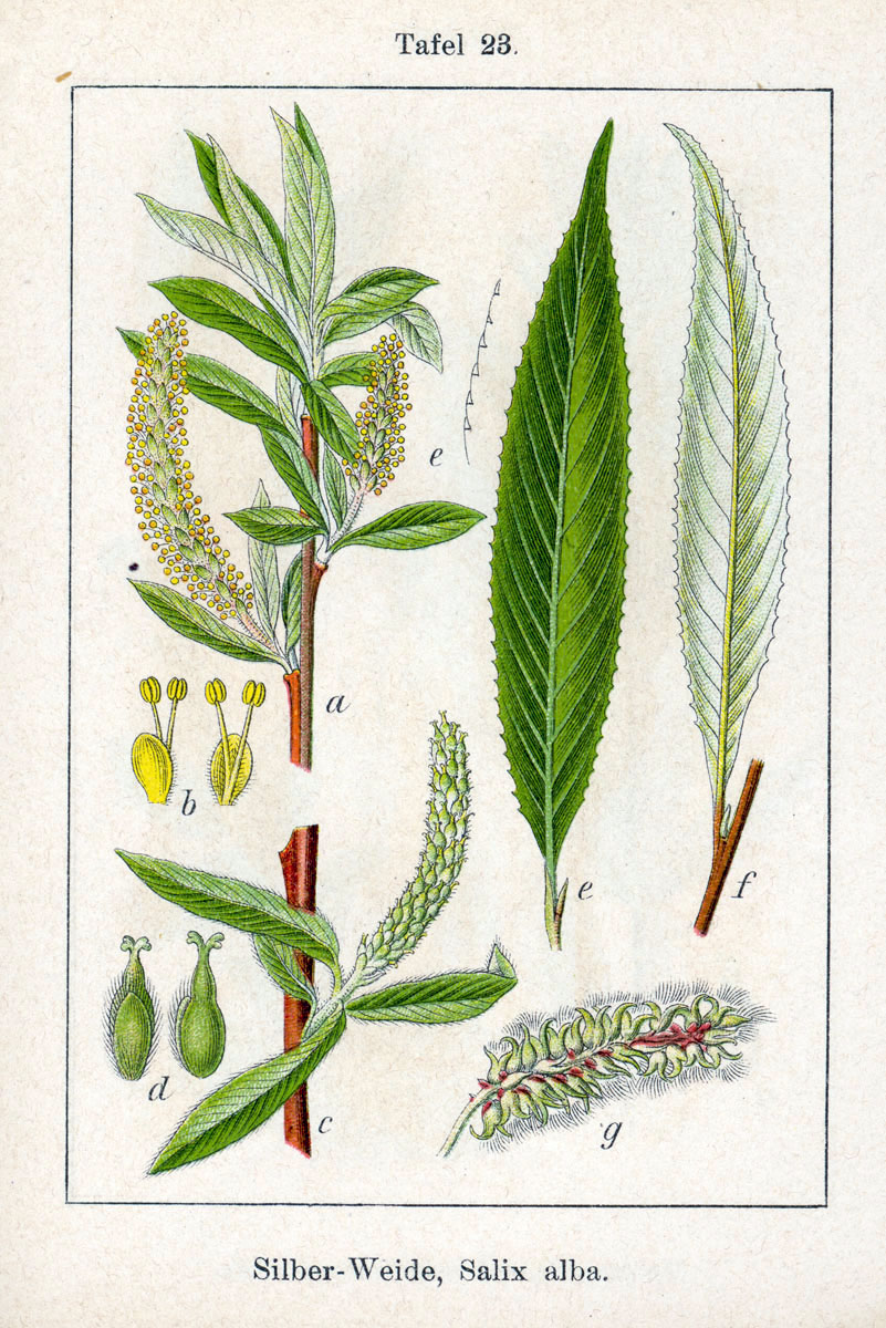 Salix sp. | The Naturopathic Herbalist